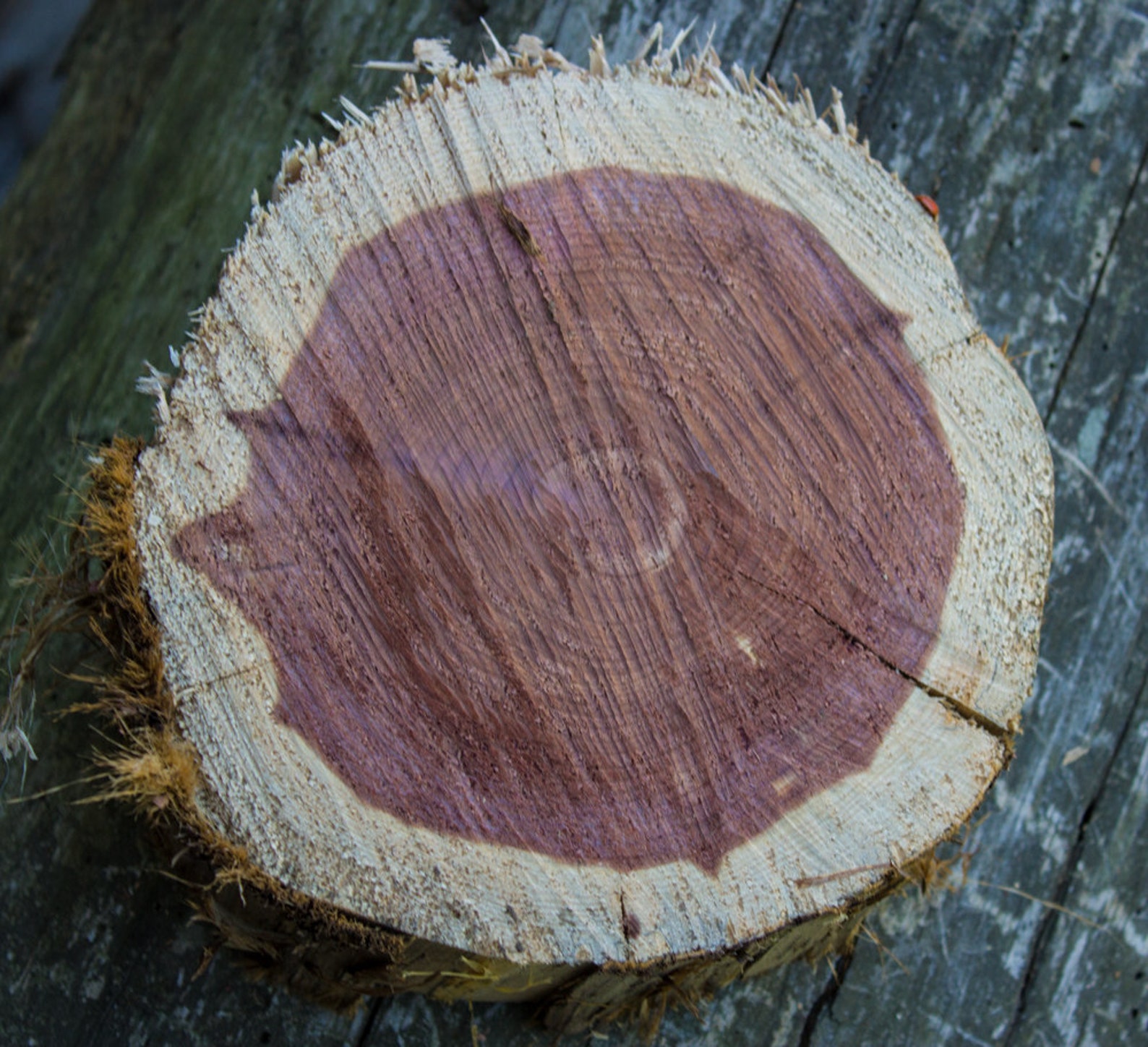 Cedar Sachet Bags set of 6 - Etsy