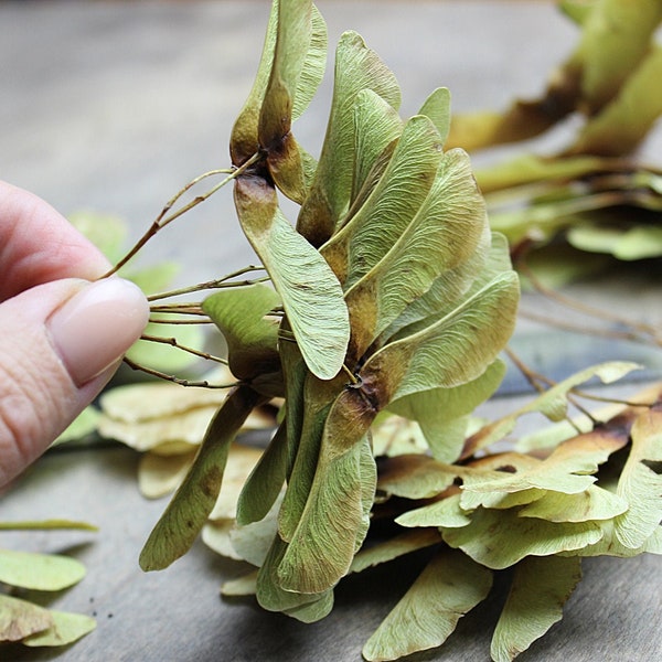 Maple Tree Seeds - Etsy