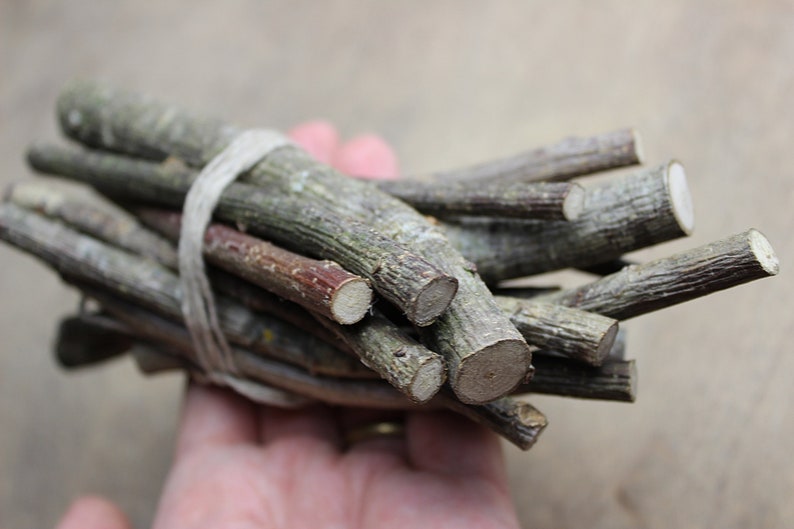 Wood Branch Oak Branch Craft Sticks Wood Stick Wood Craft - Etsy