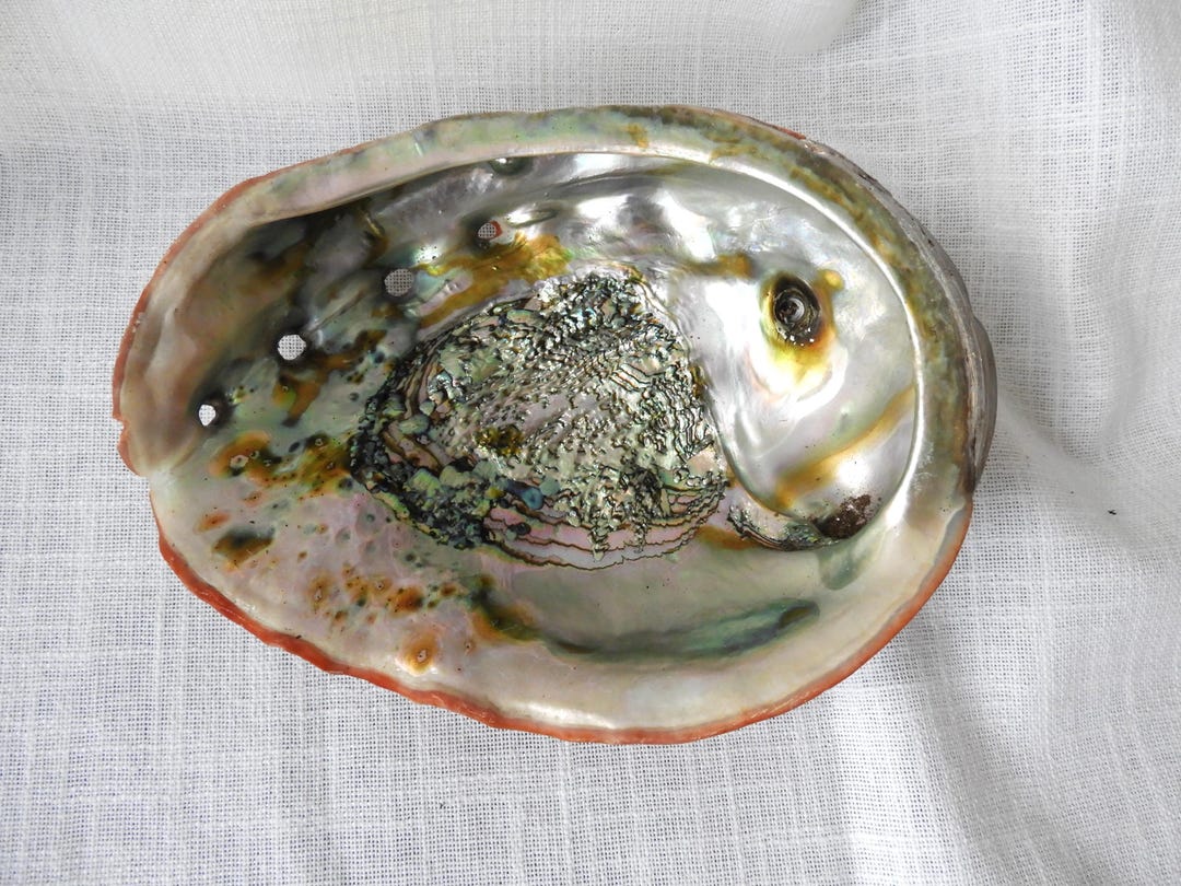 Vintage Iridescent Abalone Shell | Large Smudge Burner - Etsy