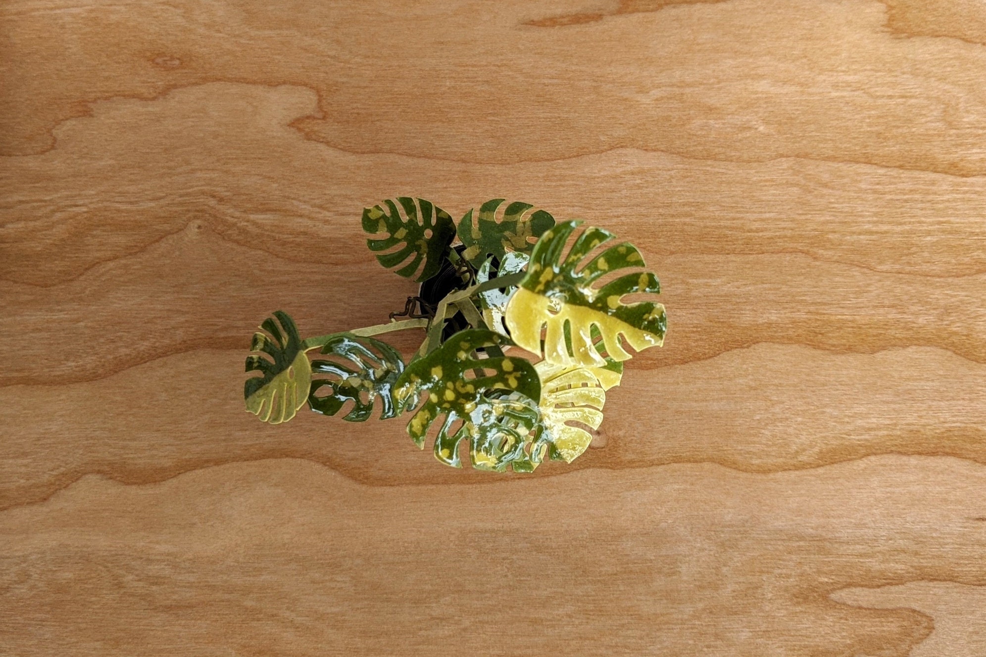 Realistic Monstera Template | Mini House Plant - Etsy