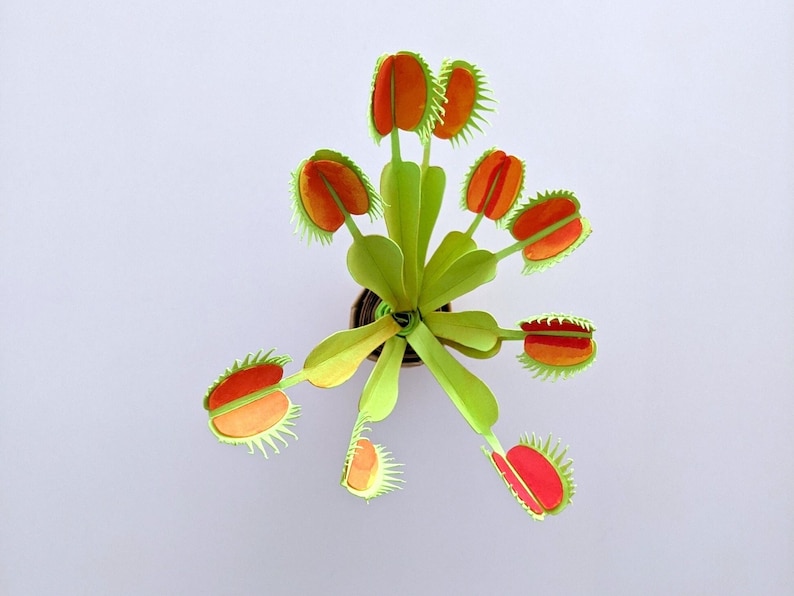 Venus Flytrap Papercraft Template | DIY Rolled Paper Plant (digital ...