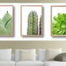 Cactus Print, Succulent Botanical Art, Cactus Green Photo, Large Poster ...