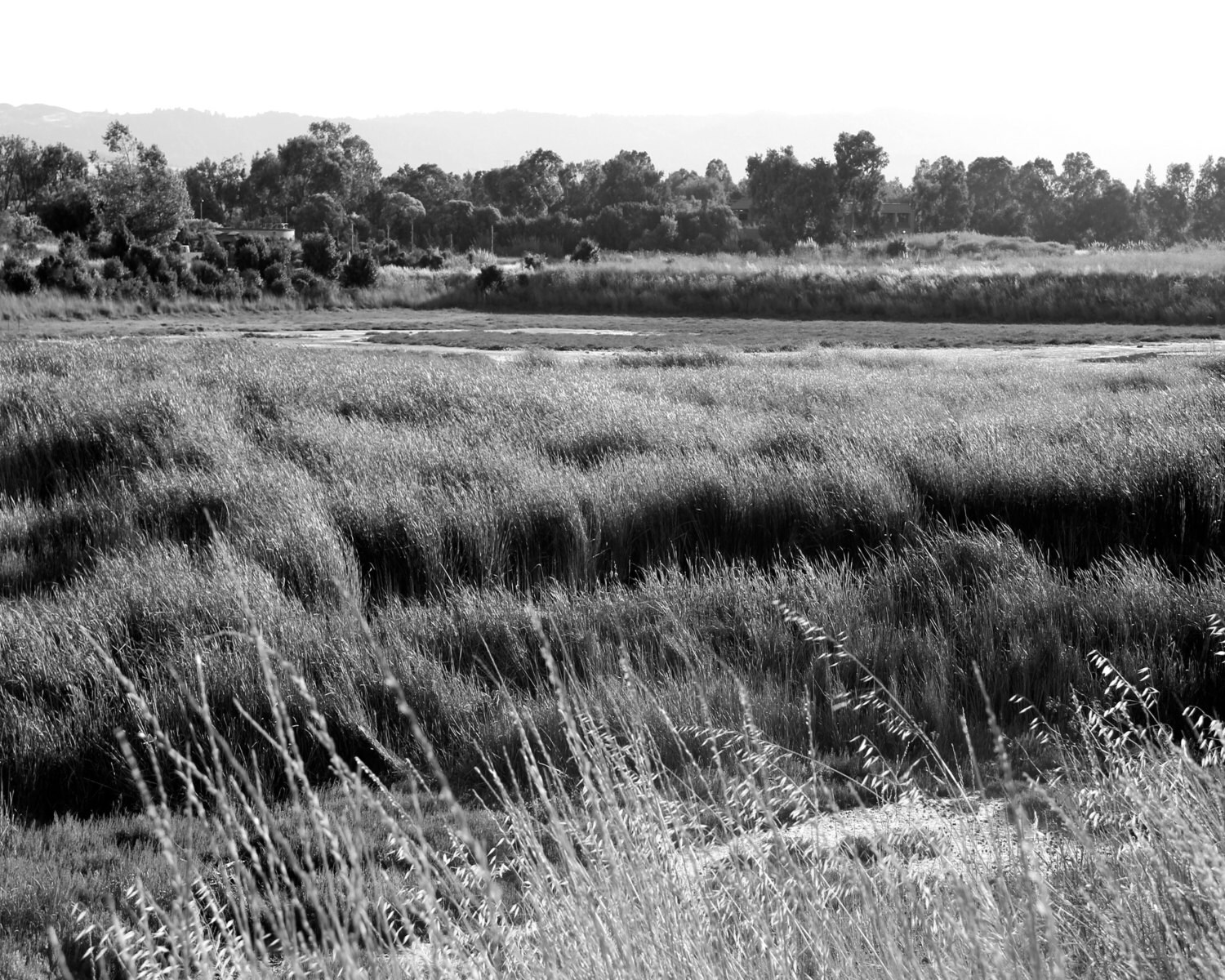 Landscape Art, Grass Photography, Grass Artwork, Download, Printable ...