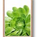 Cactus Print, Succulent Botanical Art, Cactus Green Photo, Large Poster ...