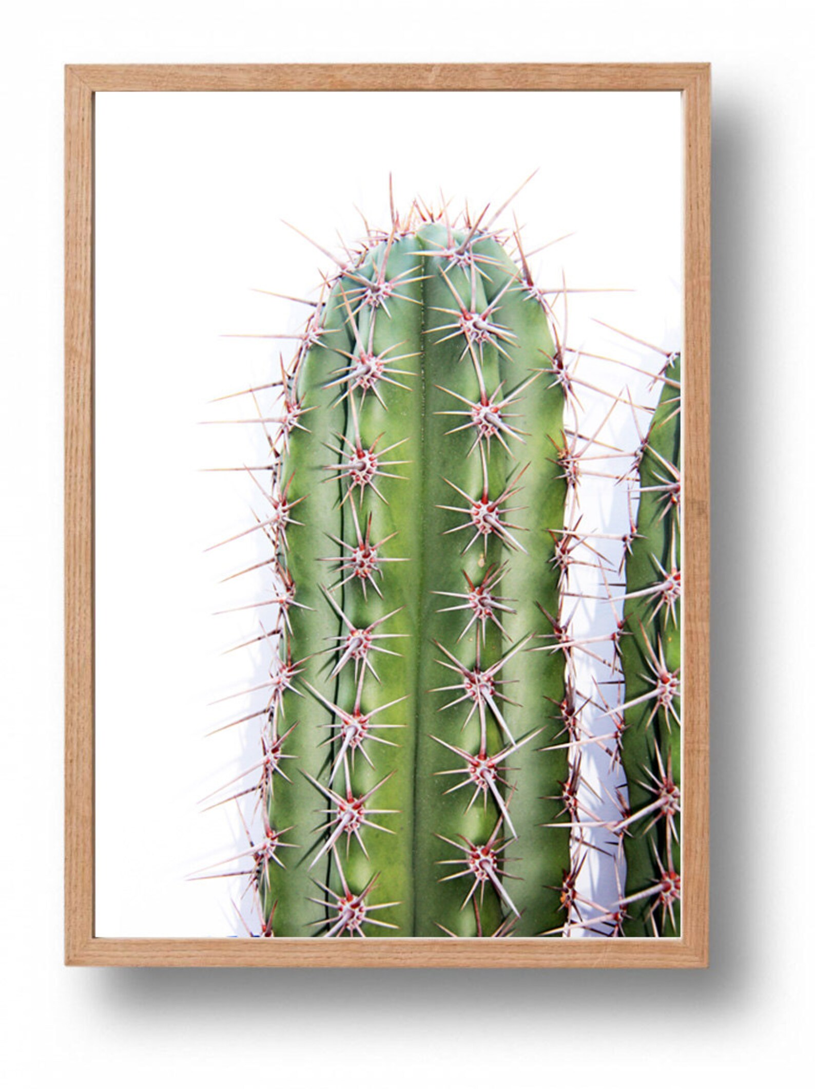 Cactus Print, Succulent Botanical Art, Cactus Green Photo, Large Poster ...