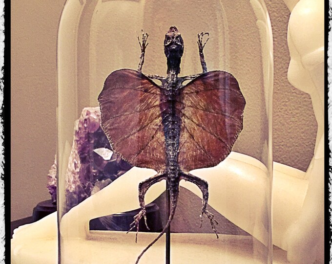 Preserved Draco Flying Lizard - Etsy