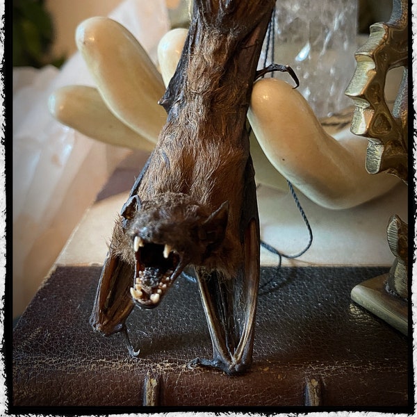 Realistic Bat - Etsy