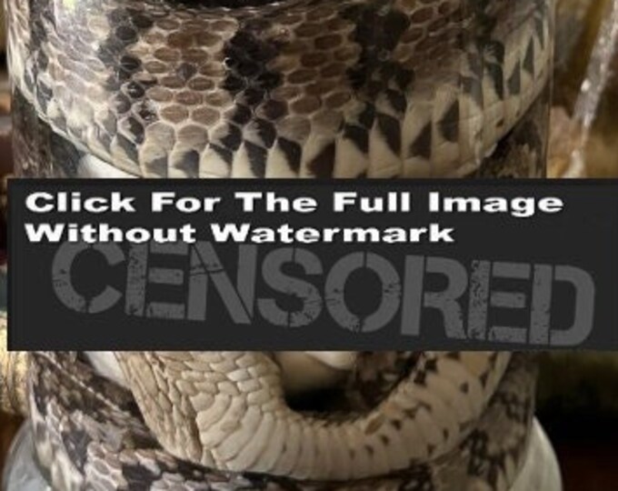 Dual Snakes Around a Heart Wet Specimen - Etsy