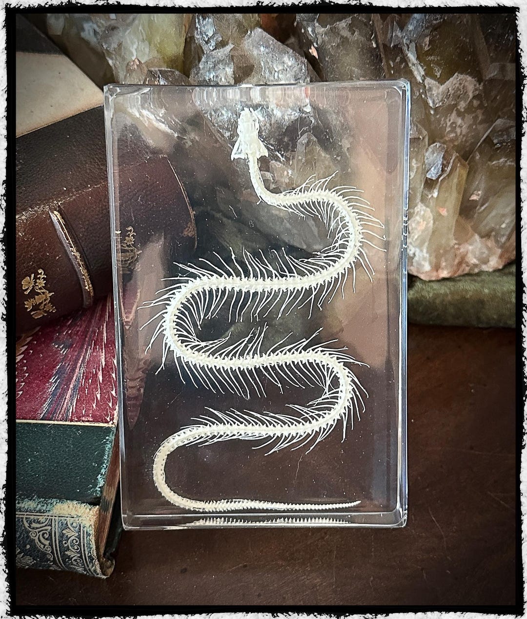 Snake Skeleton in Resin Oddities Decor, Coiled Snake - Etsy