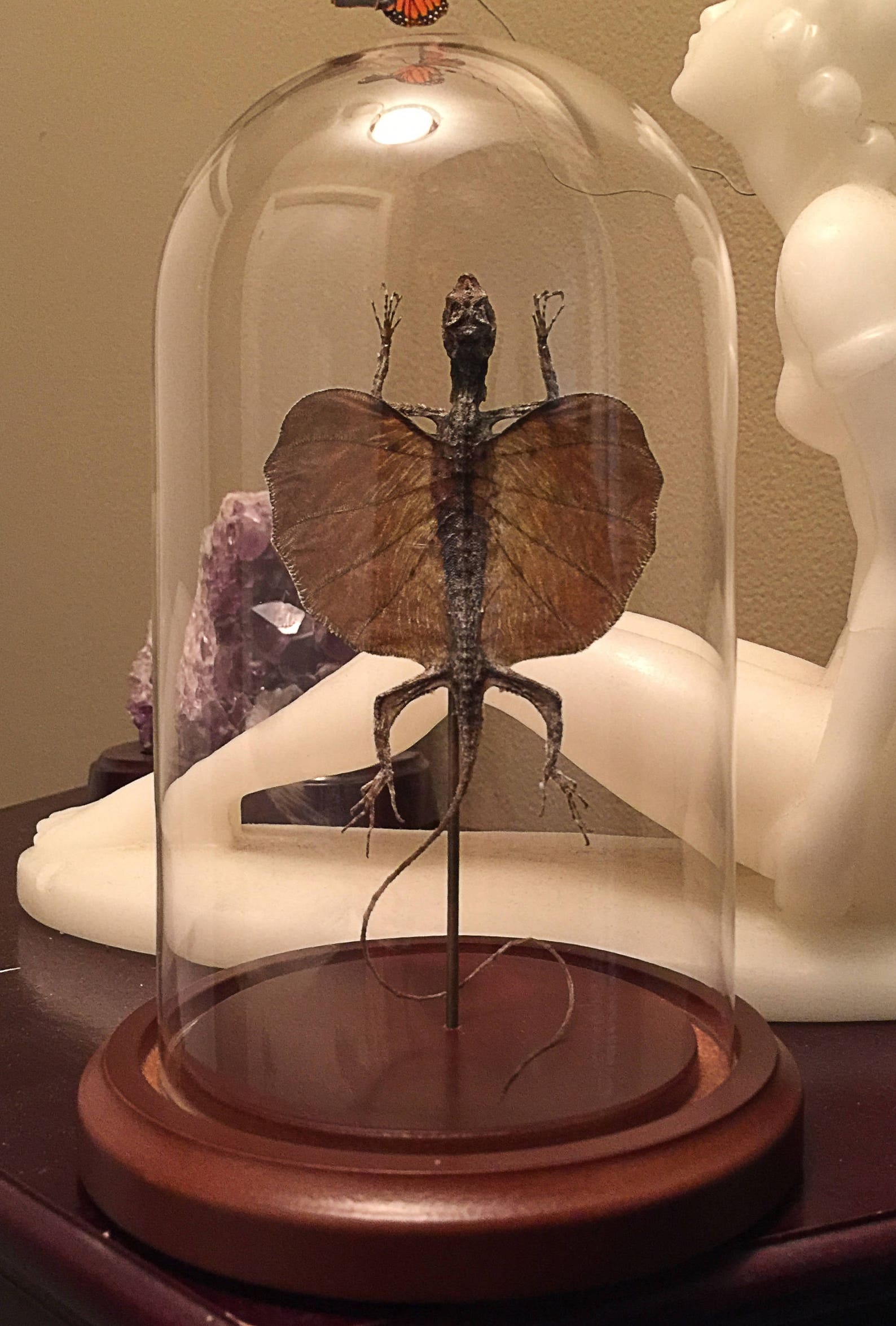 Preserved Draco Flying Lizard - Etsy
