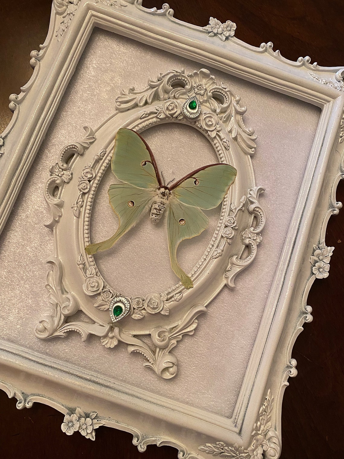 Preserved Luna Moth in a Medium Double Frame | Etsy