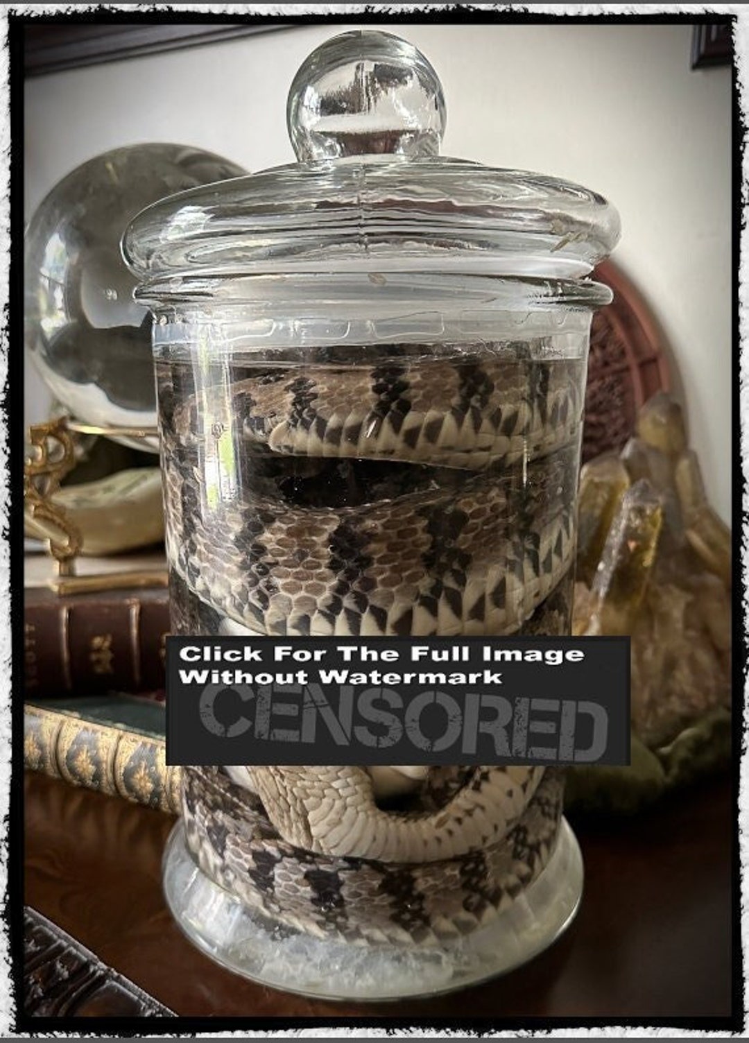 Dual Snakes Around a Heart Wet Specimen - Etsy