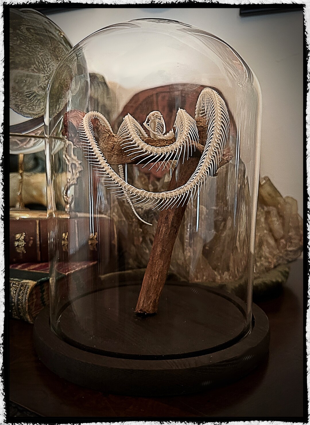 Preserved Snake Skeleton Draped Over Branch in Glass Dome - Etsy