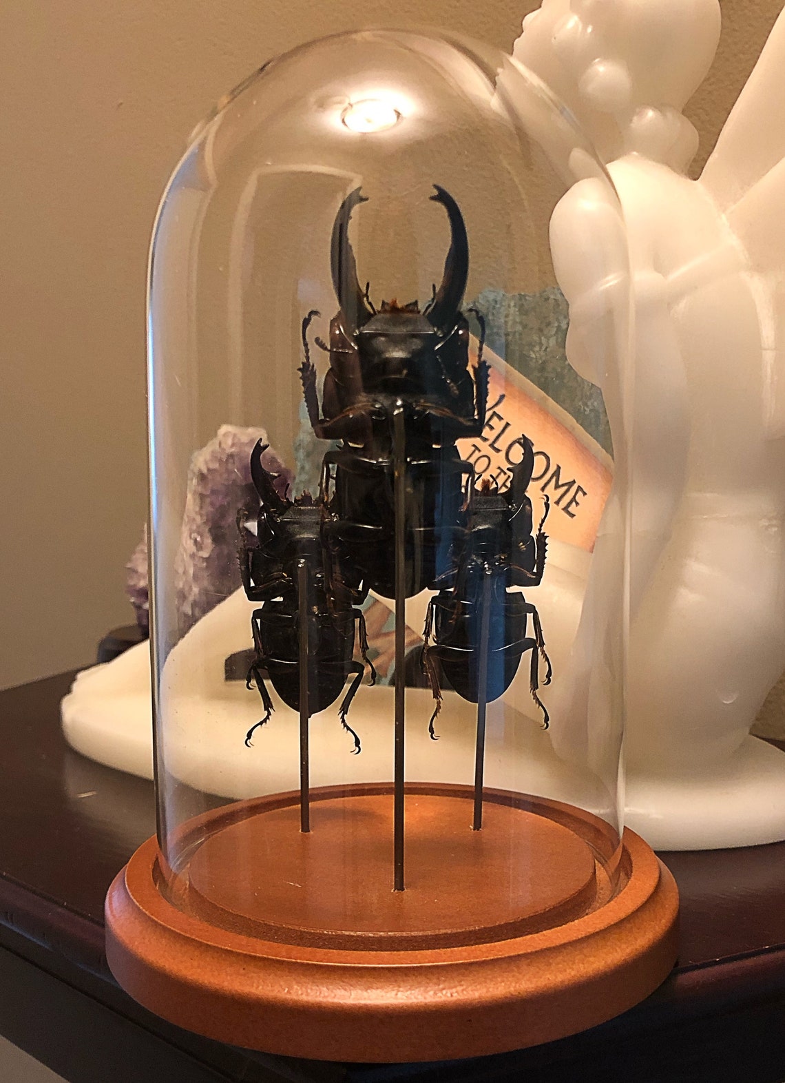 Fighting stag beetles in a glass dome | Etsy