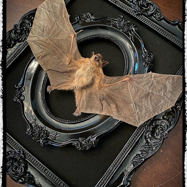 Bat Taxidermy - Etsy