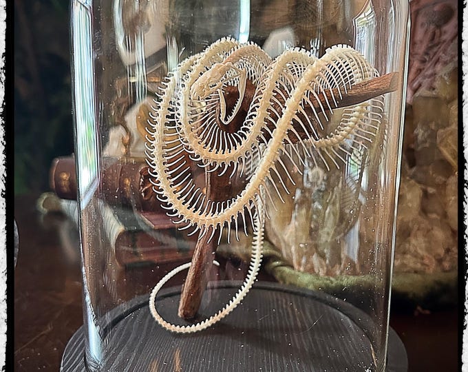 Preserved Snake Skeleton Draped Over Branch in Glass Dome - Etsy