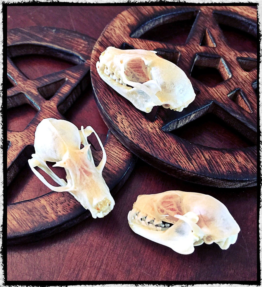 Wholesale Lot Small Bat Skull Cynopterus Brachyotis - Etsy
