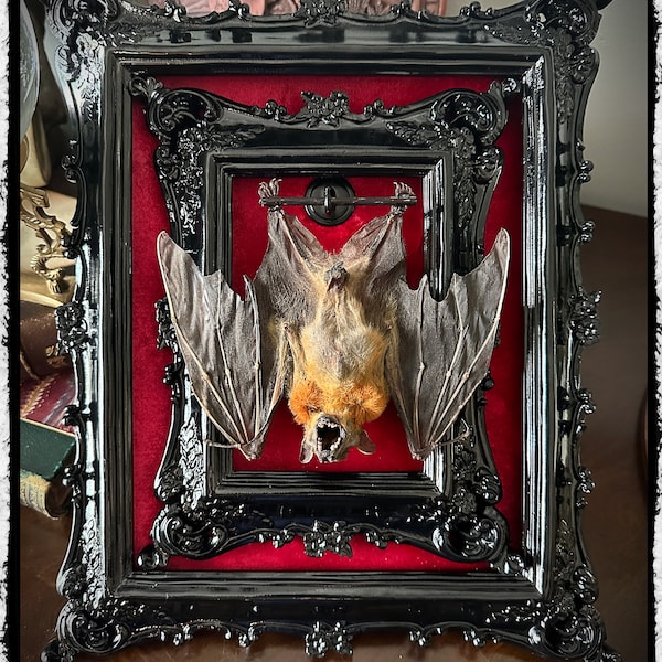 Taxidermy Bat - Etsy