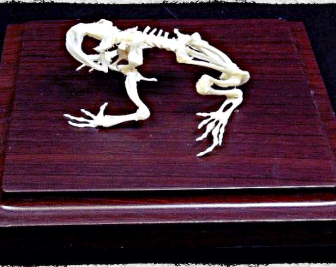 Articulated Bullfrog Skeleton - Etsy