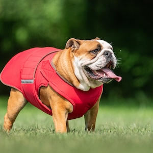 Ready-made English Bulldog Extra Warm Winter Coat - English Bulldog ...
