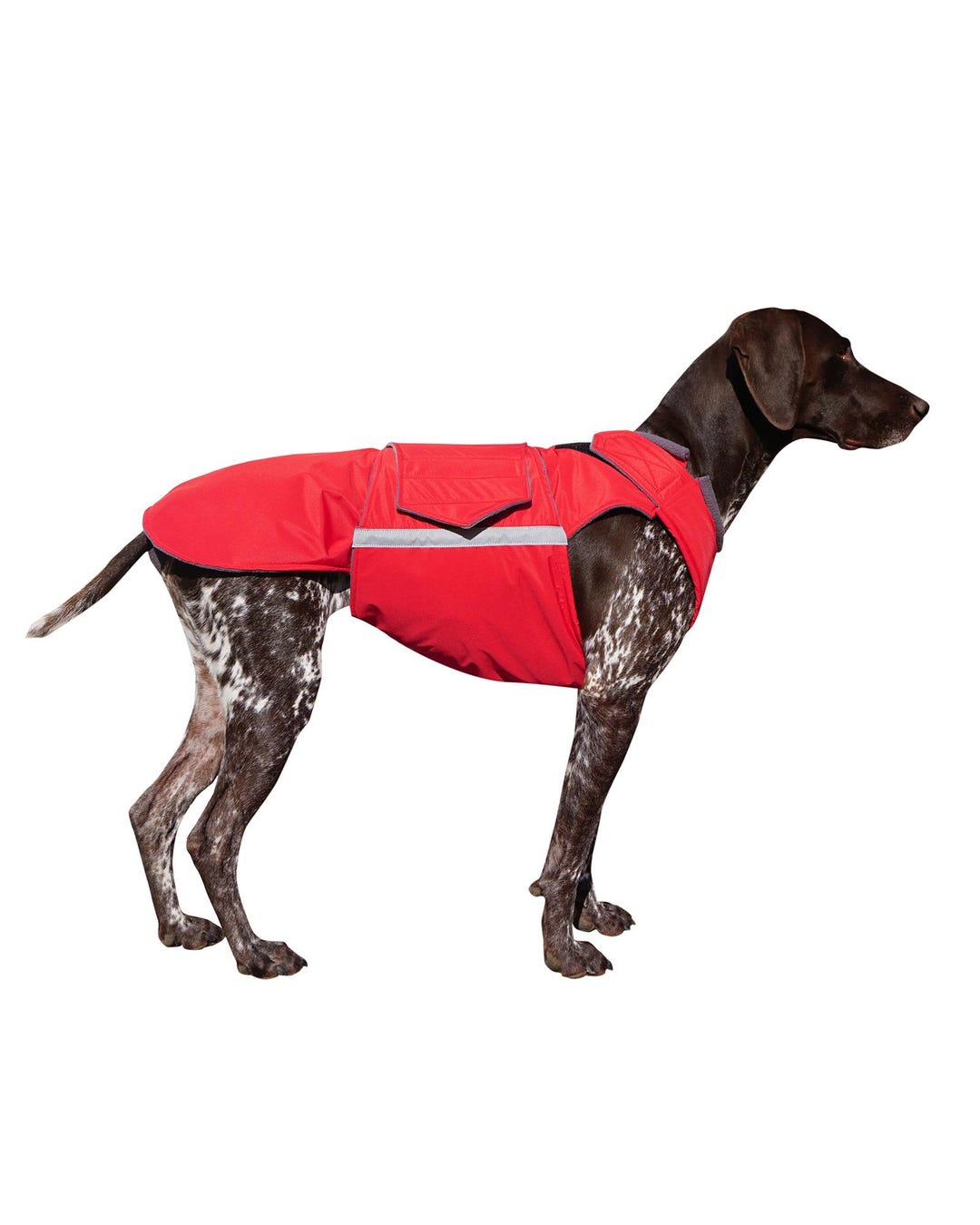 Pointer Winter Jacket With Belly Protection – Custom Made - Etsy