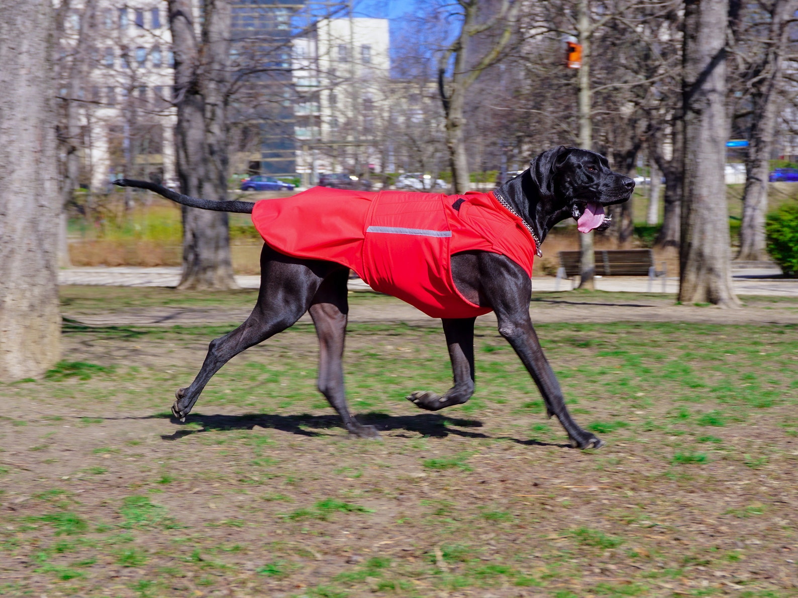 Great Dane Winter Jacket – Waterproof With Belly Cover - Etsy