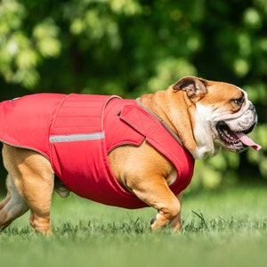 Ready-made English Bulldog Extra Warm Winter Coat - English Bulldog ...