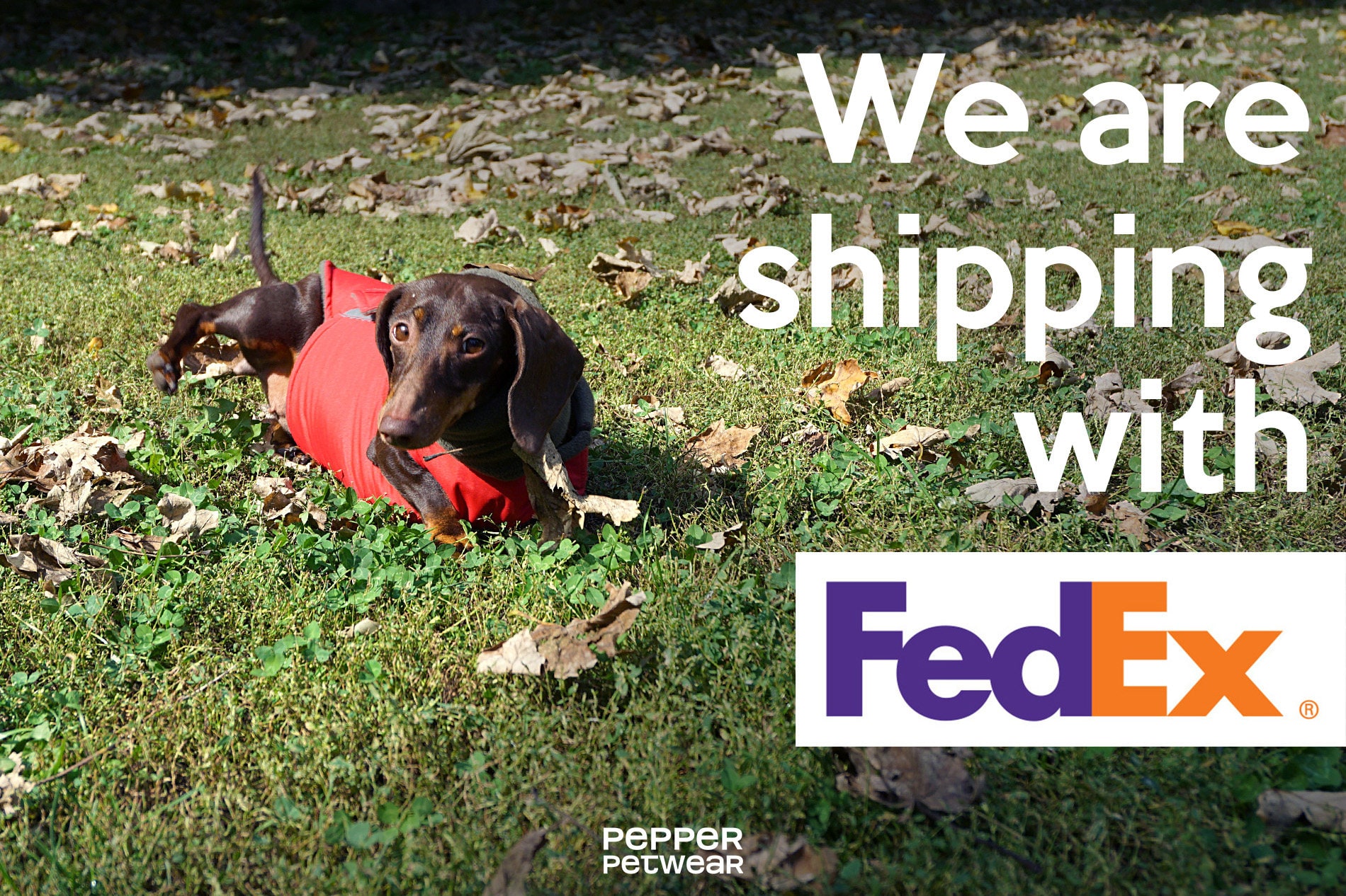 Ship Dog Fedex