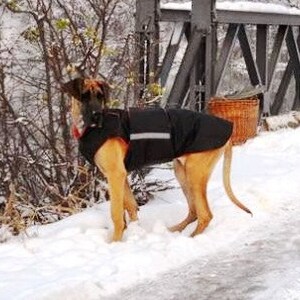 Great Dane Extra Warm Winter Dog Coat Dog Jacket With | Etsy