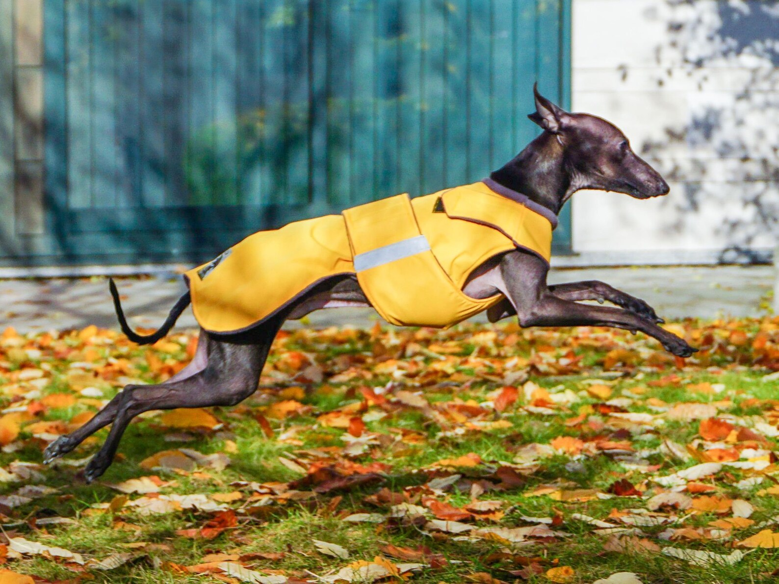 Italian Greyhound Coat - Winter Dog Jacket With Underbelly Protection ...