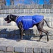 Great Dane Extra Warm Winter Dog Coat Dog Jacket With - Etsy