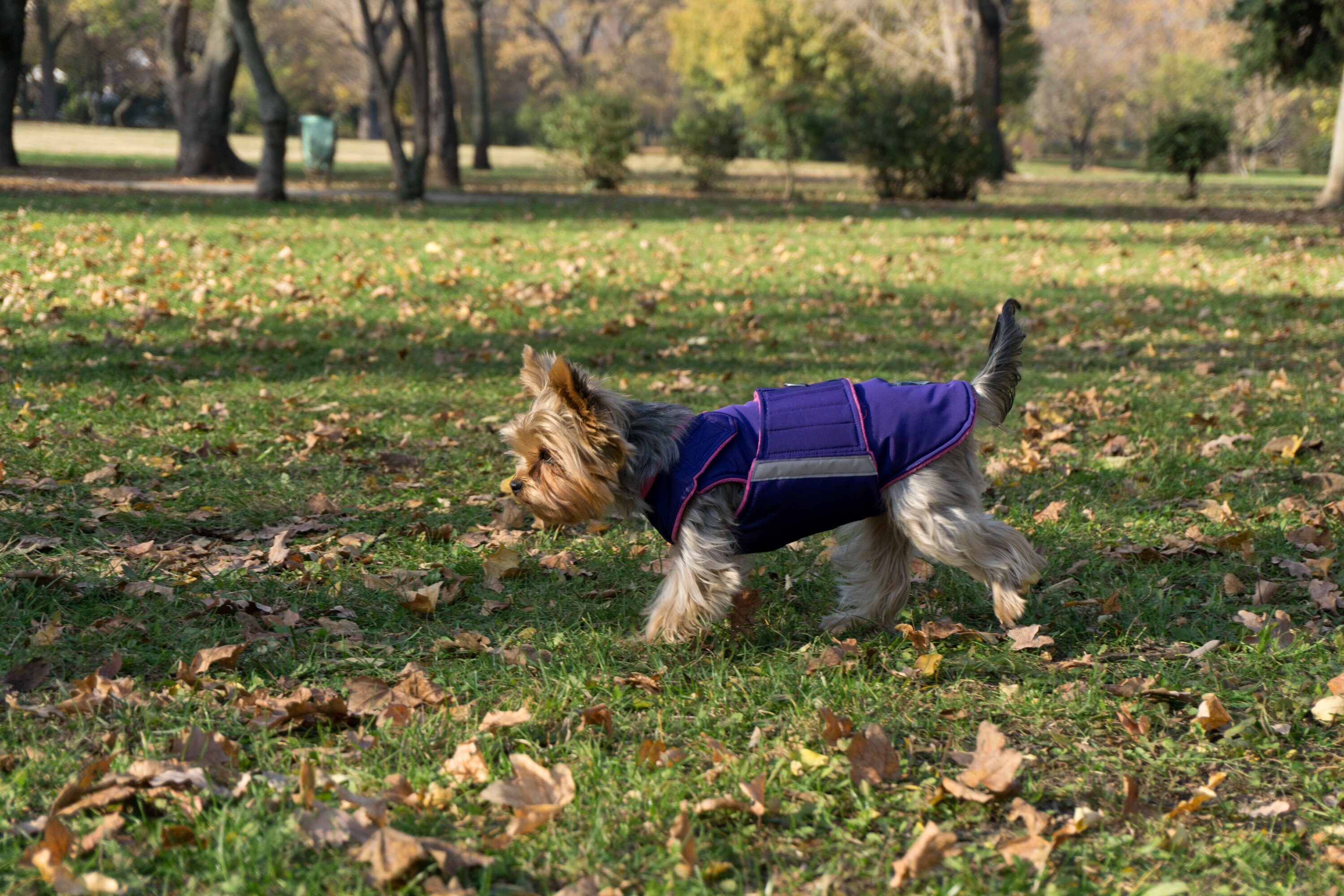 Yorkie Coat Yorkshire Terrier Dog Jacket with underbelly | Etsy