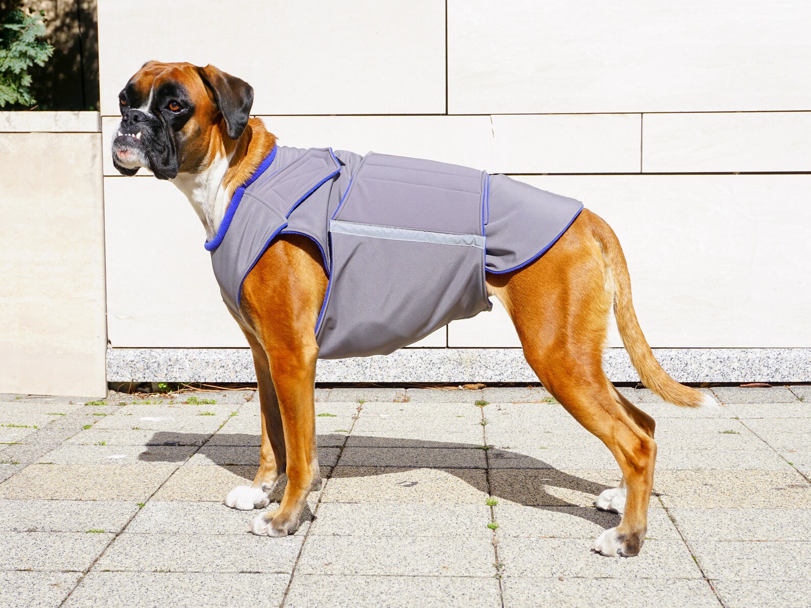 Boxer Dog Coat Winter Dog Jacket Softshell Outer With - Etsy