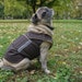 Dog Raincoat for Pugs - Dog Jacket With Underbelly Protection ...
