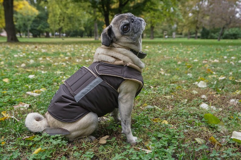 Dog Raincoat for Pugs Dog Jacket With Underbelly Protection | Etsy