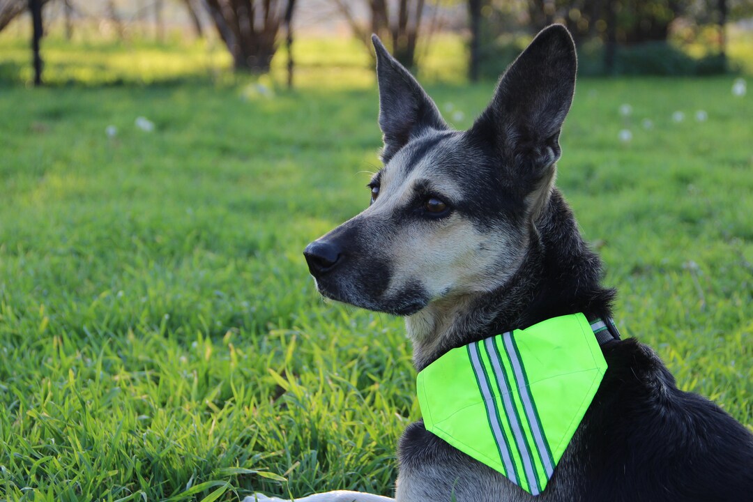 Reflective Dog Collar With High Visibility Bandana - Etsy