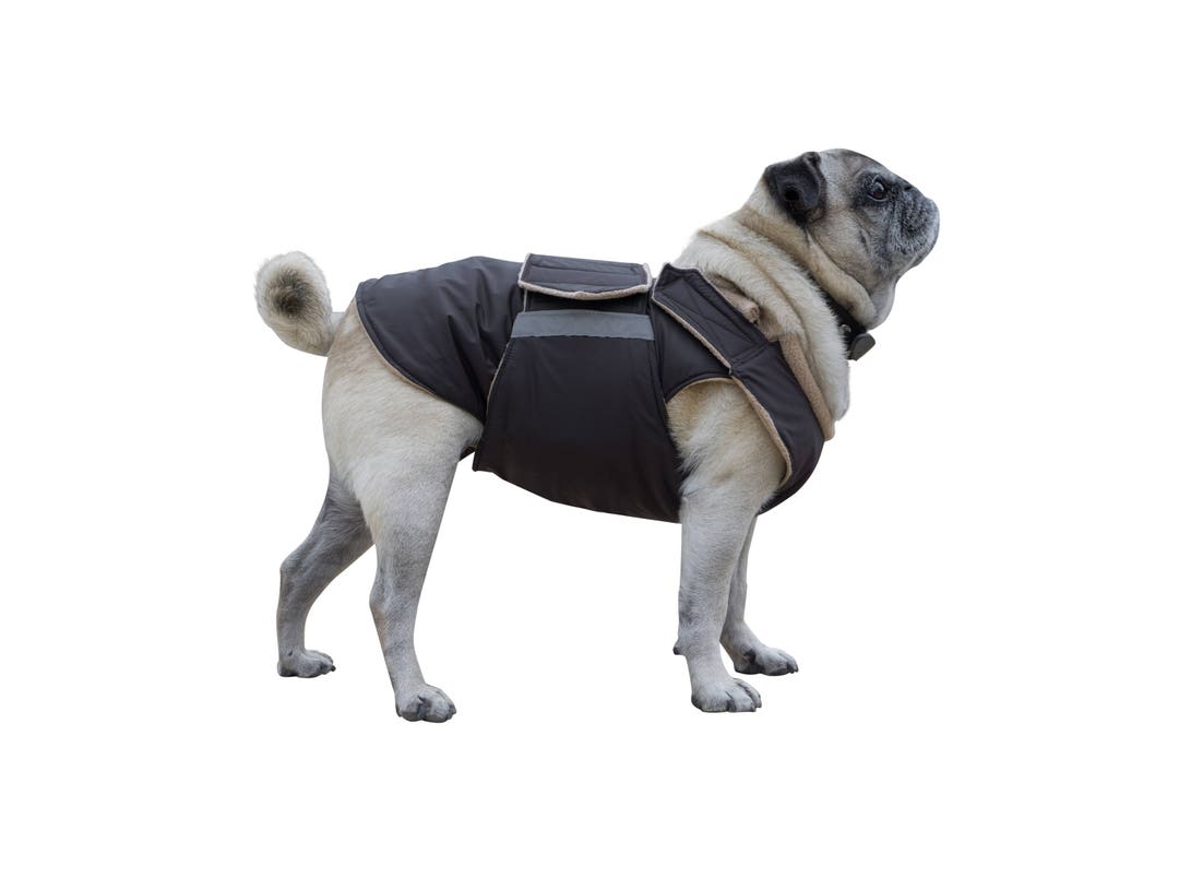 Pug Winter Dog Coat Dog Jacket With Full Belly Cover - Etsy