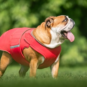 Ready-made English Bulldog Extra Warm Winter Coat - English Bulldog ...