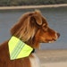 Reflective Dog Collar With High Visibility Bandana - Etsy