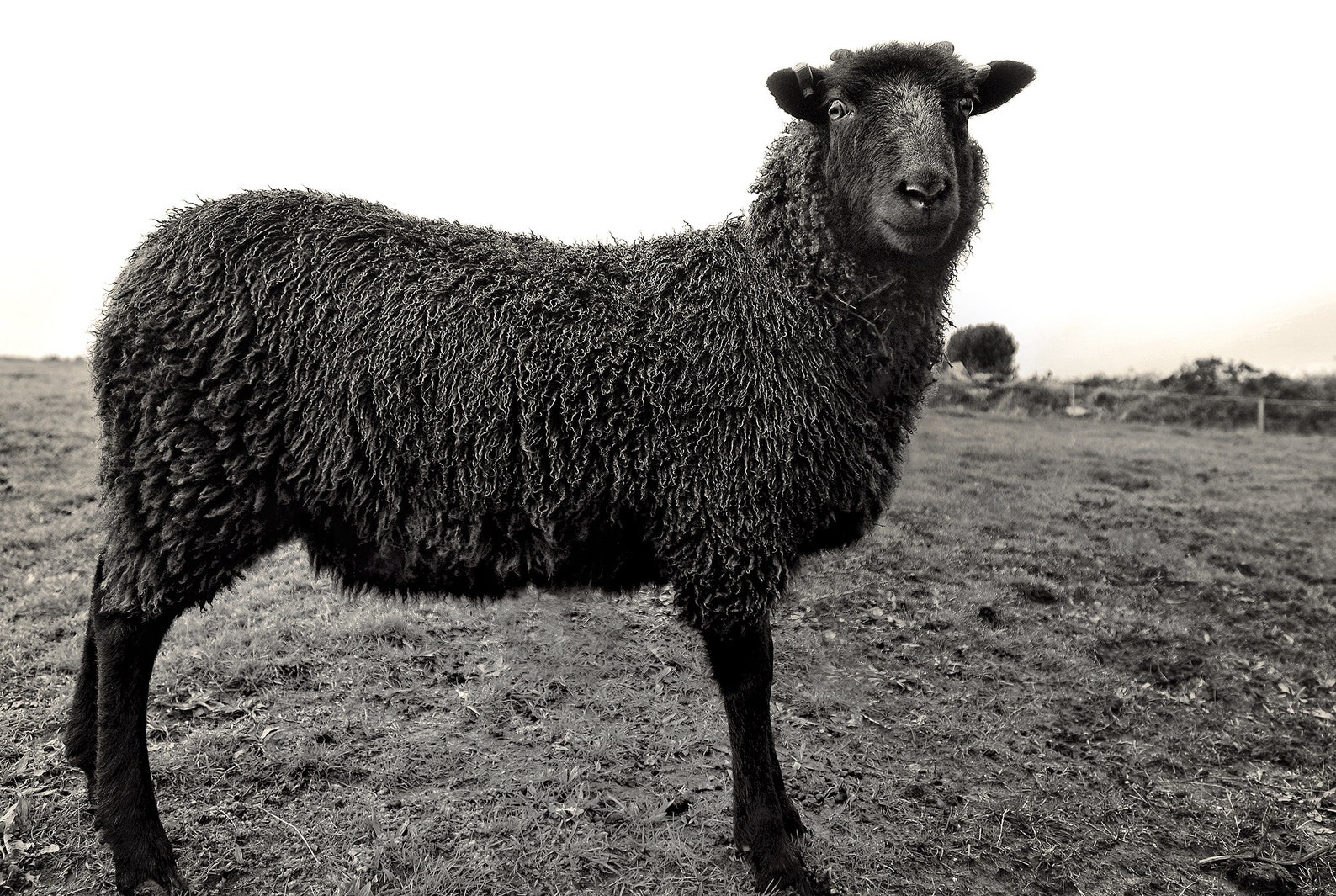 Shetland Sheep. Animal, Portrait, Print, Art Print, Portrait, Nature - Etsy
