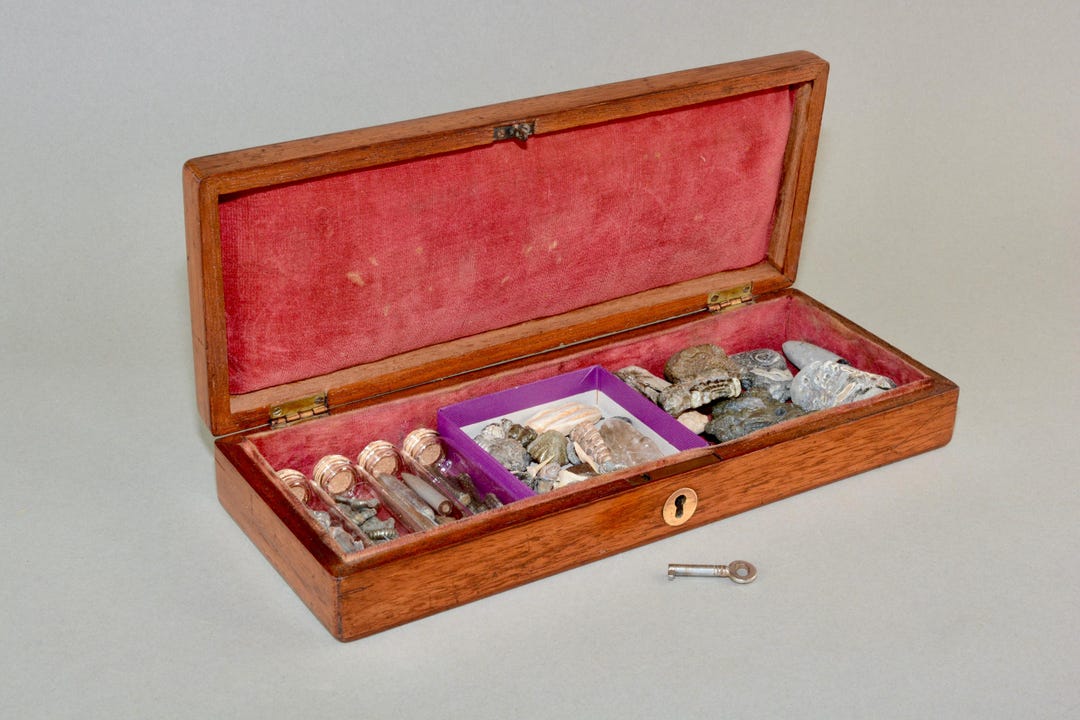 A Victorian Gentlemans Fossil Collection in Mahogany Box - Etsy