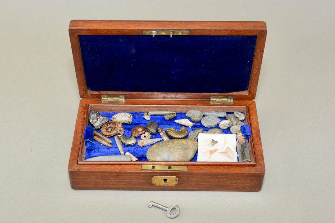 A Victorian Gentlemans Fossil Collection in Mahogany Box - Etsy