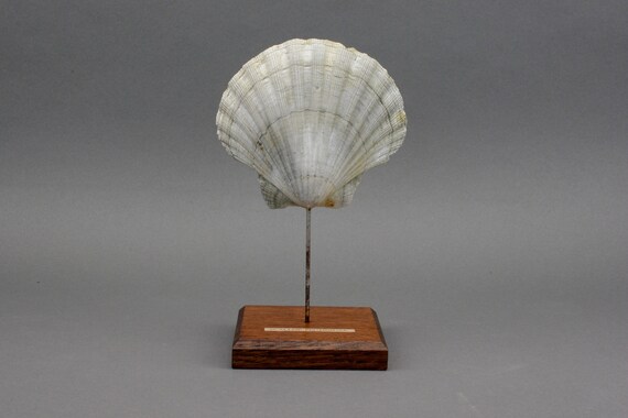 Vintage Scallop Pectinidae Shell Natural History Display Model - Etsy