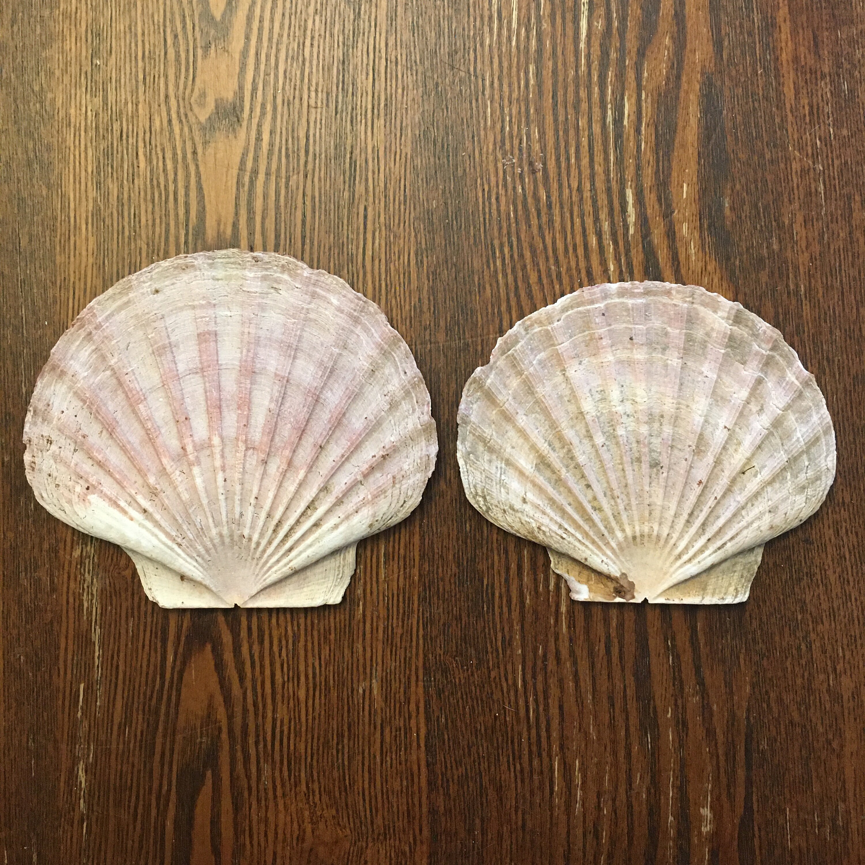 Vintage Flat Scallop Sea Shells Large/medium Size 4-5 Inch - Etsy UK