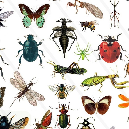 Digital Collage Sheet Butterflies Wings JPEG and PNG Images - Etsy
