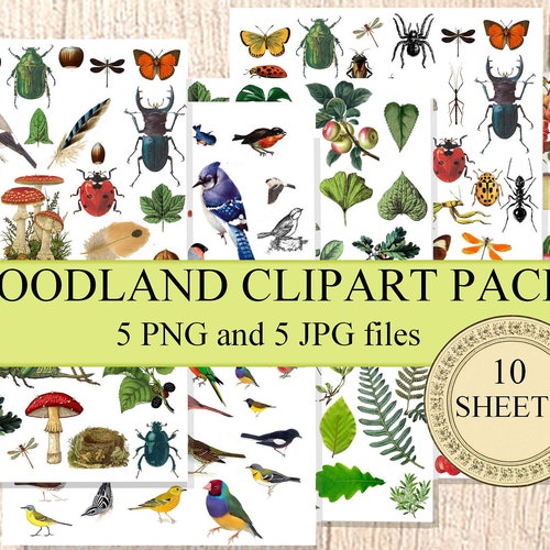 Digital Collage Sheet Woodland Nature Bird Leaf Insect PNG | Etsy