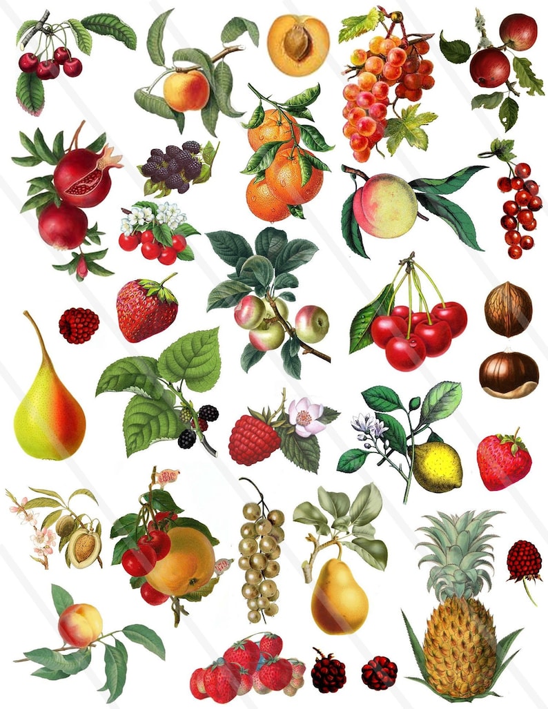 Digital Collage Sheet Fruits Vintage Images PNG Images JPEG | Etsy