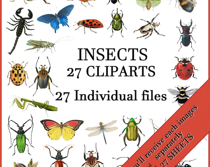 Cute Bugs Clipart, Insects Clipart, Garden Bugs Clipart, Snail, Ladybug ...
