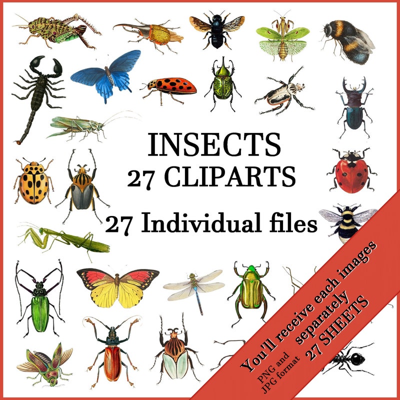 Insect Images - Etsy